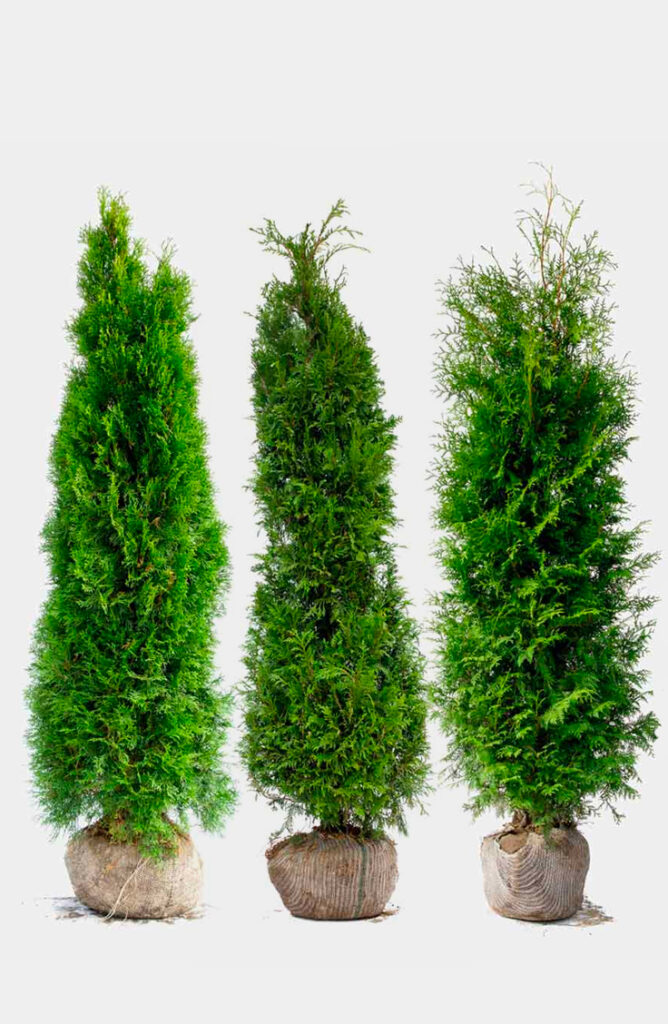 Tuijan hoito-ohjeita - Plantinavia Suomi